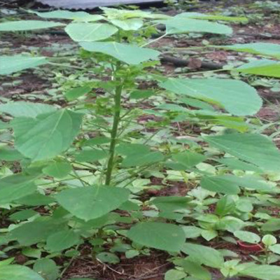 Indian nettle – குப்பைமேனி